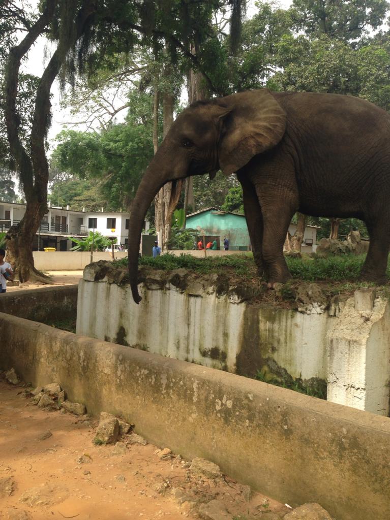 Sortie au ZOO d'Abidjan pour certaines classes le 23 janvier 2020 - Le ...